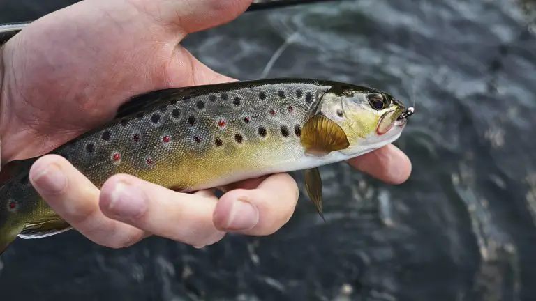 Learn how to catch stocked rainbow trout - Go Fishing Outdoors